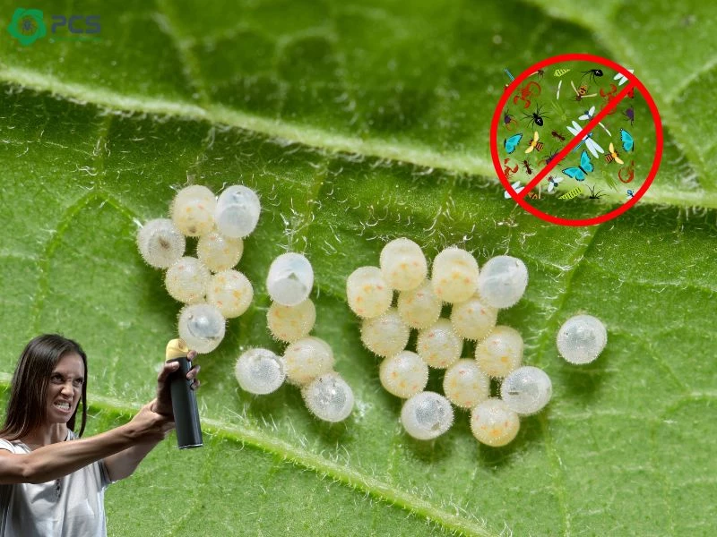 50+ Cách diệt côn trùng tại nhà an toàn, Cực kì hiệu quả