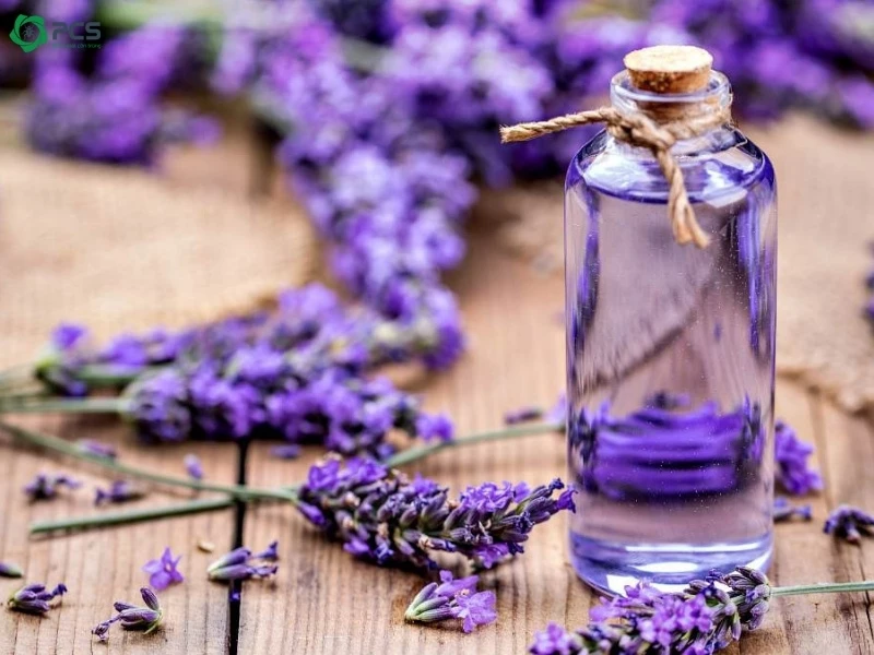 Khám phá cách diệt rệp trên giường cực kỳ hiệu quả