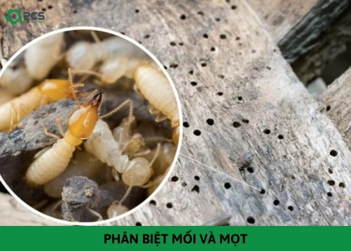 Hướng dẫn cách phân biệt mối và mọt chuẩn xác