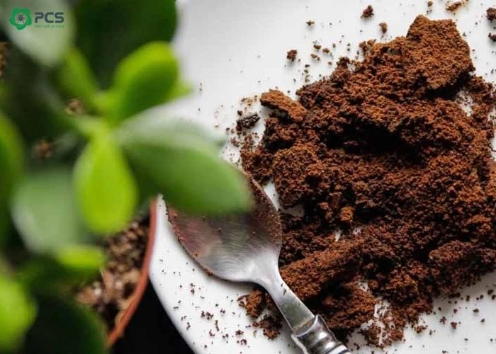 Con gián đất và những điều bạn cần biết