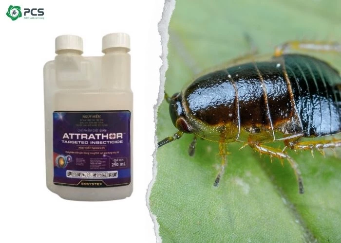 Hướng dẫn sử dụng thuốc diệt gián attrathor đúng cách